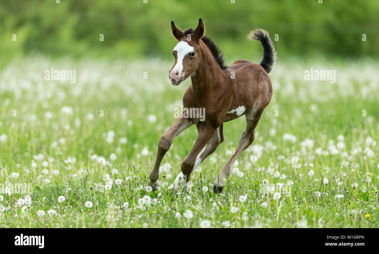 Foal galloping horse hi-res stock photography and images - Alamy