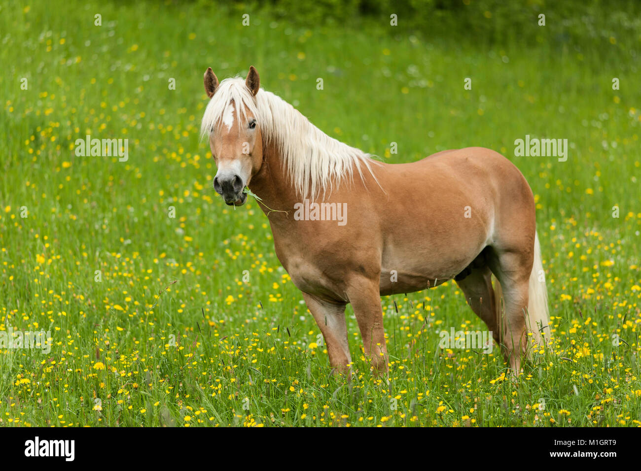 Spring horse grass hi-res stock photography and images - Alamy