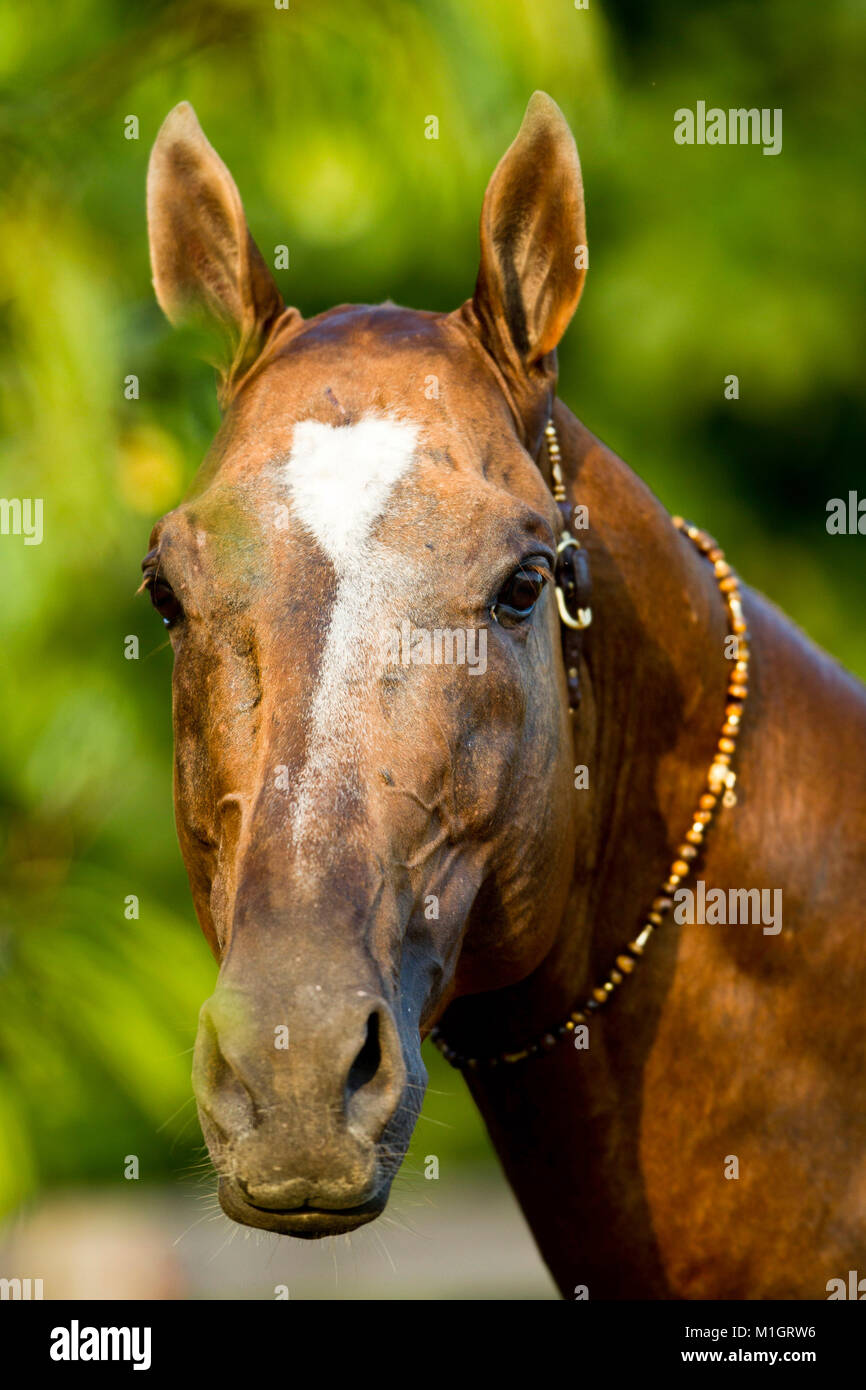 Akhal teke hi-res stock photography and images - Alamy