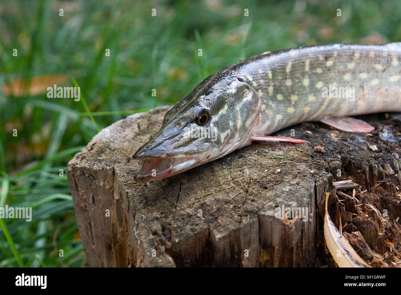 Freshwater Northern pike fish know as Esox Lucius lying on a wooden ...
