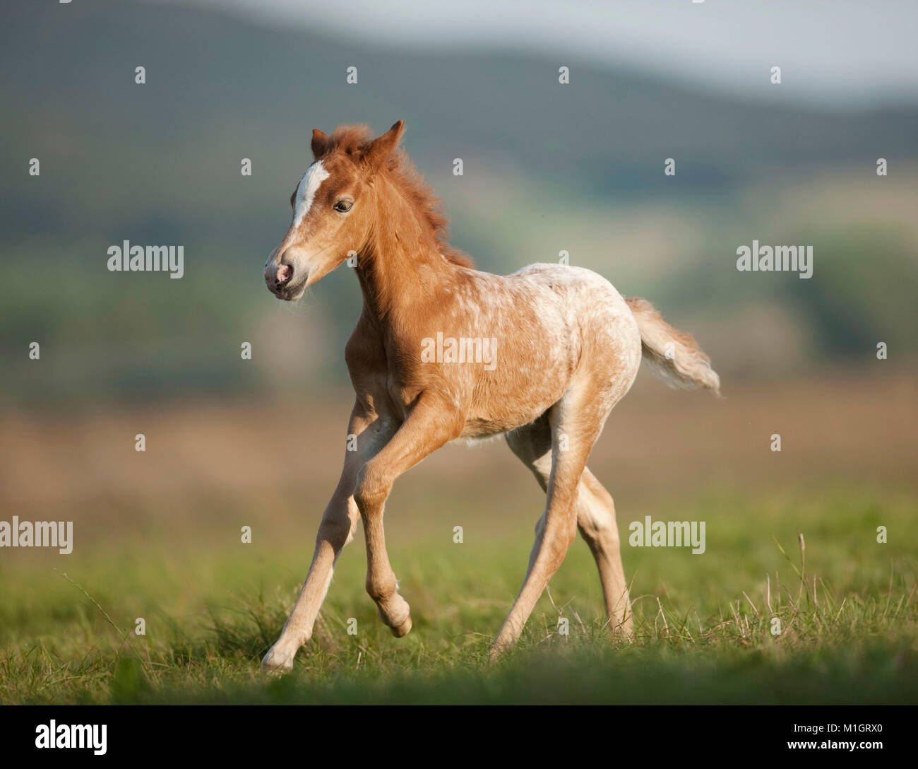 Pony foal galloping on a meadow. Germany Stock Photo - Alamy