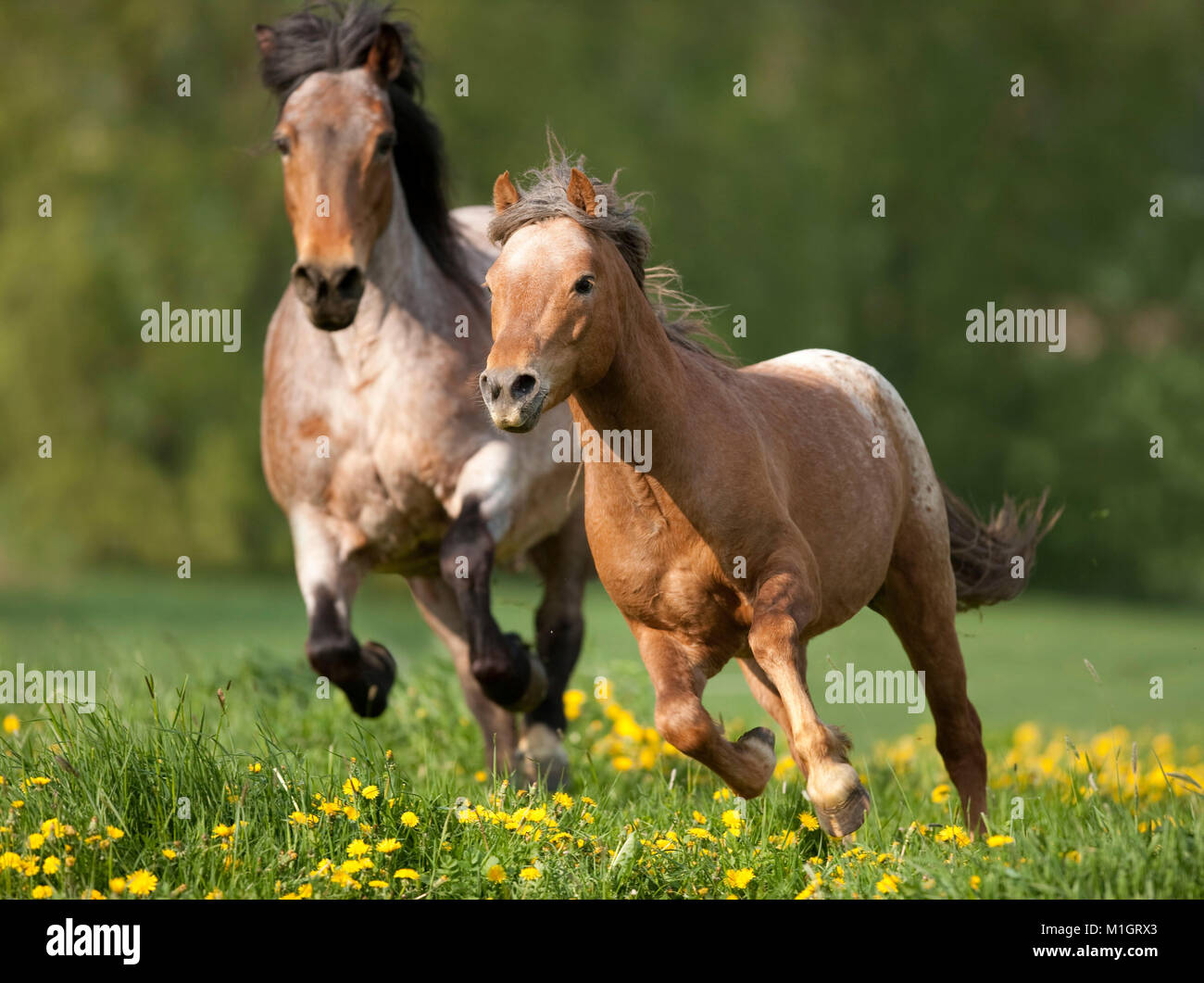 Pony and coldblooded horse galloping on a flowering meadow. Germany ...