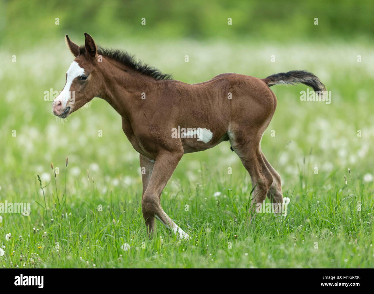 Newborn Horse Walking