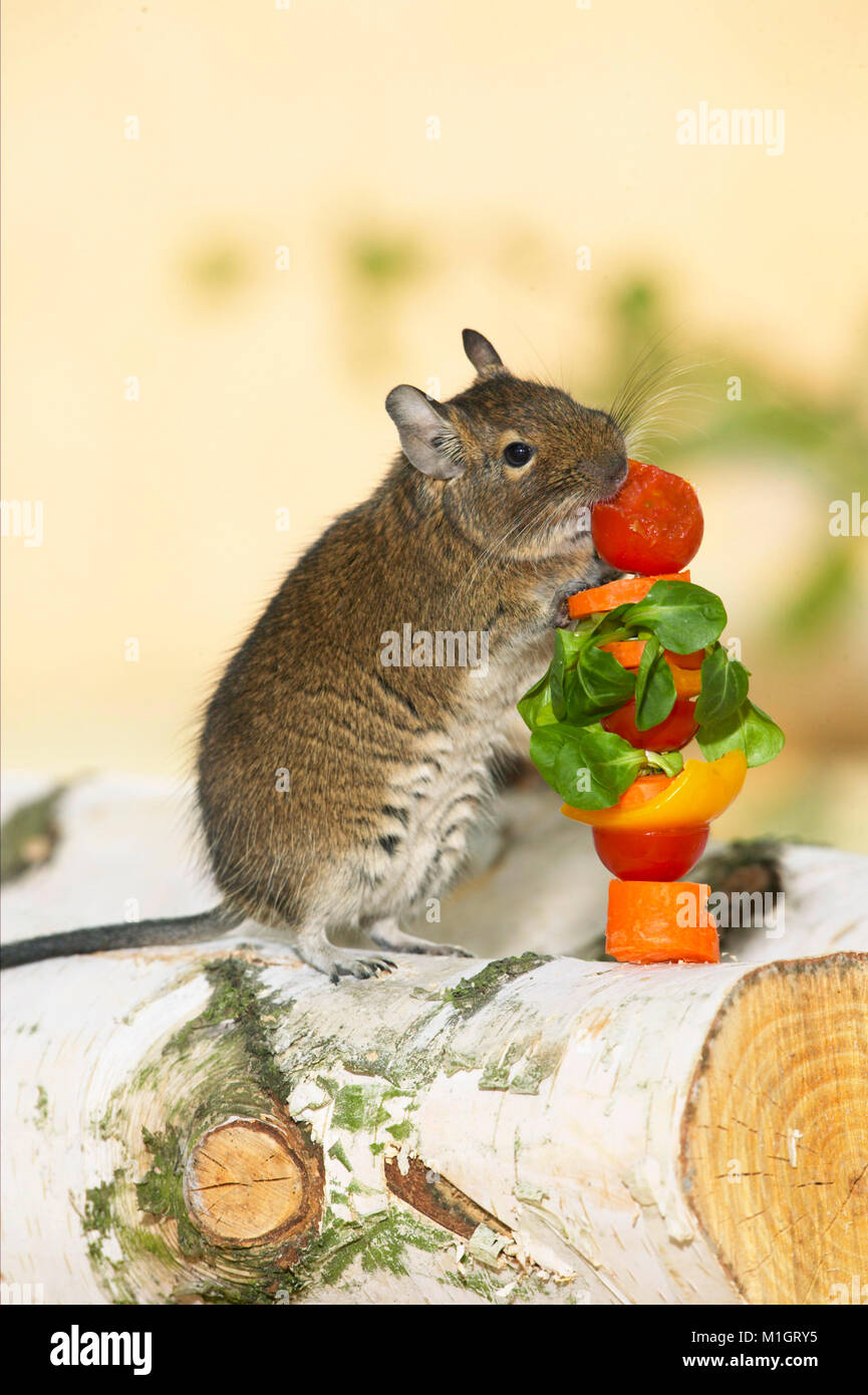 Degu (Octodon degus). Adult eating from a fruit and vegetable skewer ...