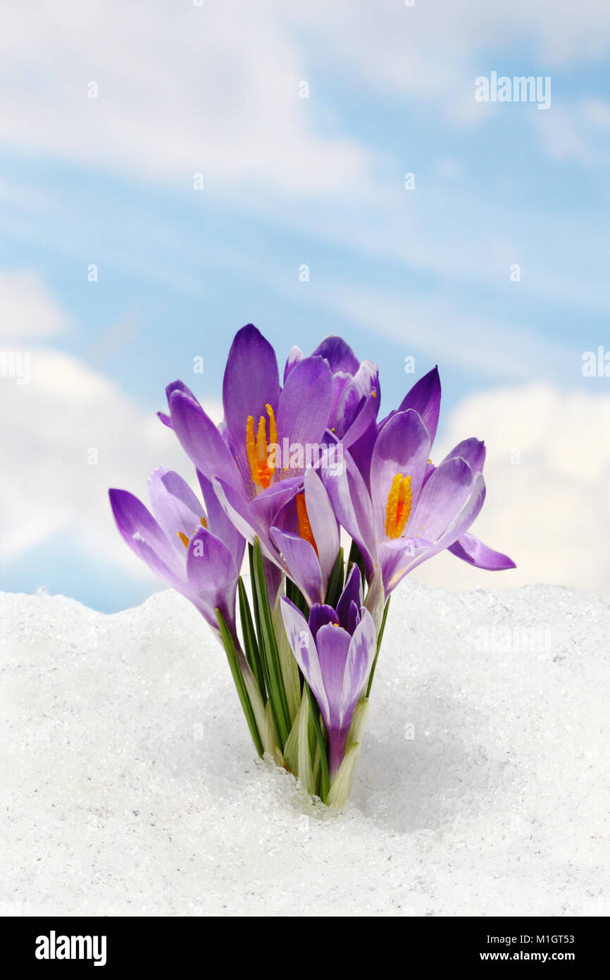 Sky flower, crocus and snow Stock Photo - Alamy