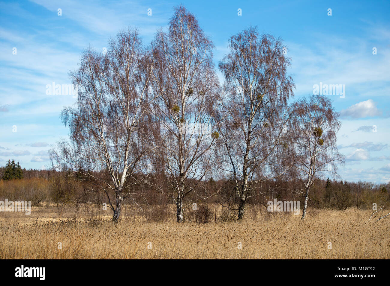 Trees without leaves in the clearing Stock Photo - Alamy