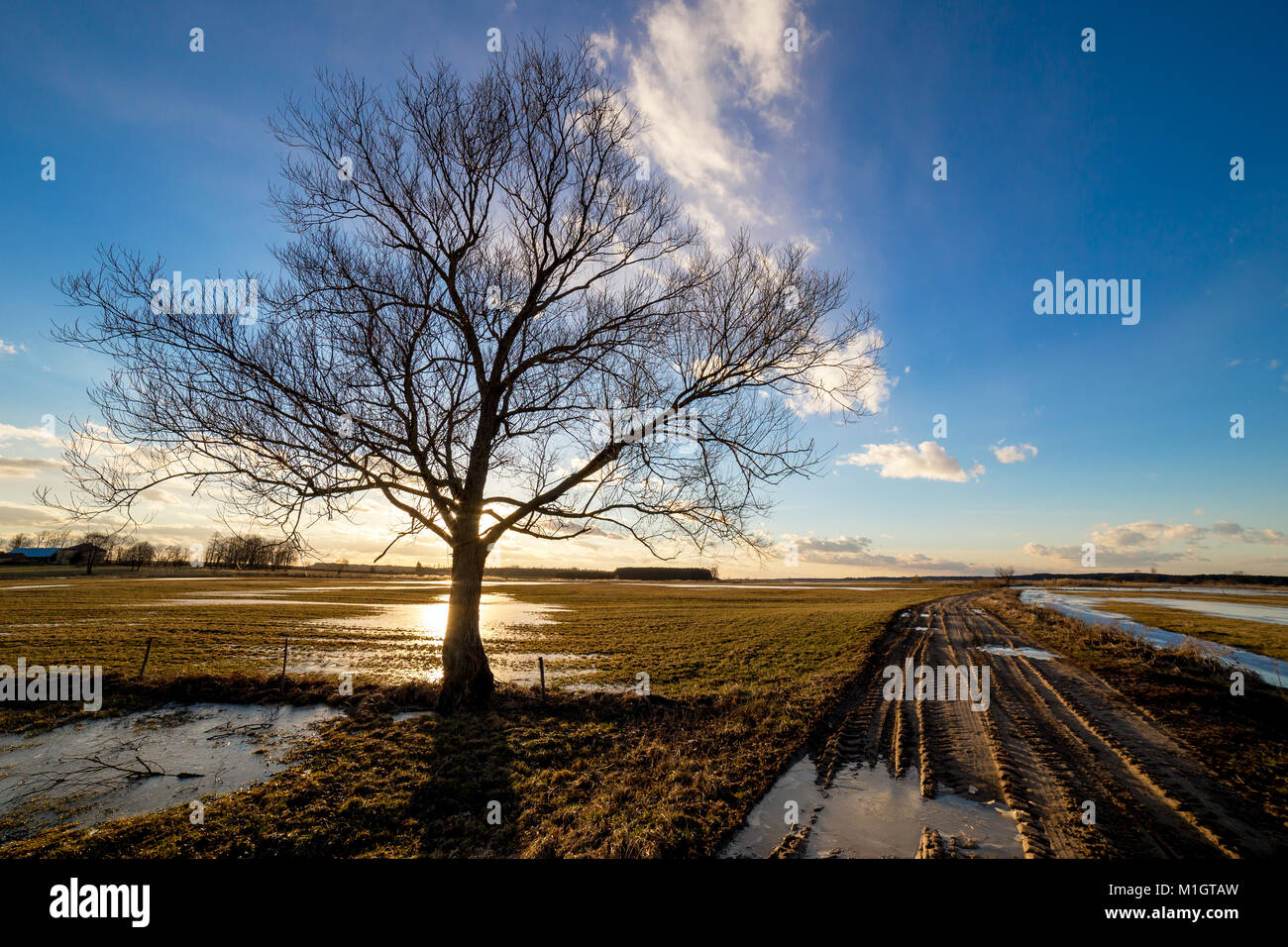 Lonely tree in a field at sunset Stock Photo - Alamy