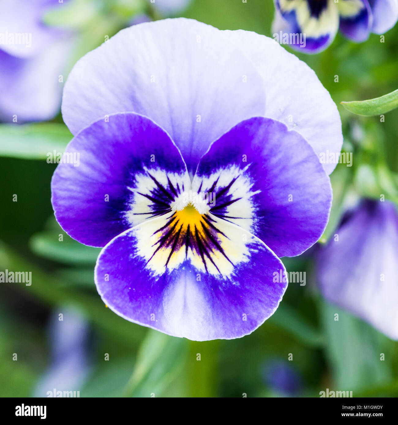 A macro shot of a small blue pansy Stock Photo - Alamy