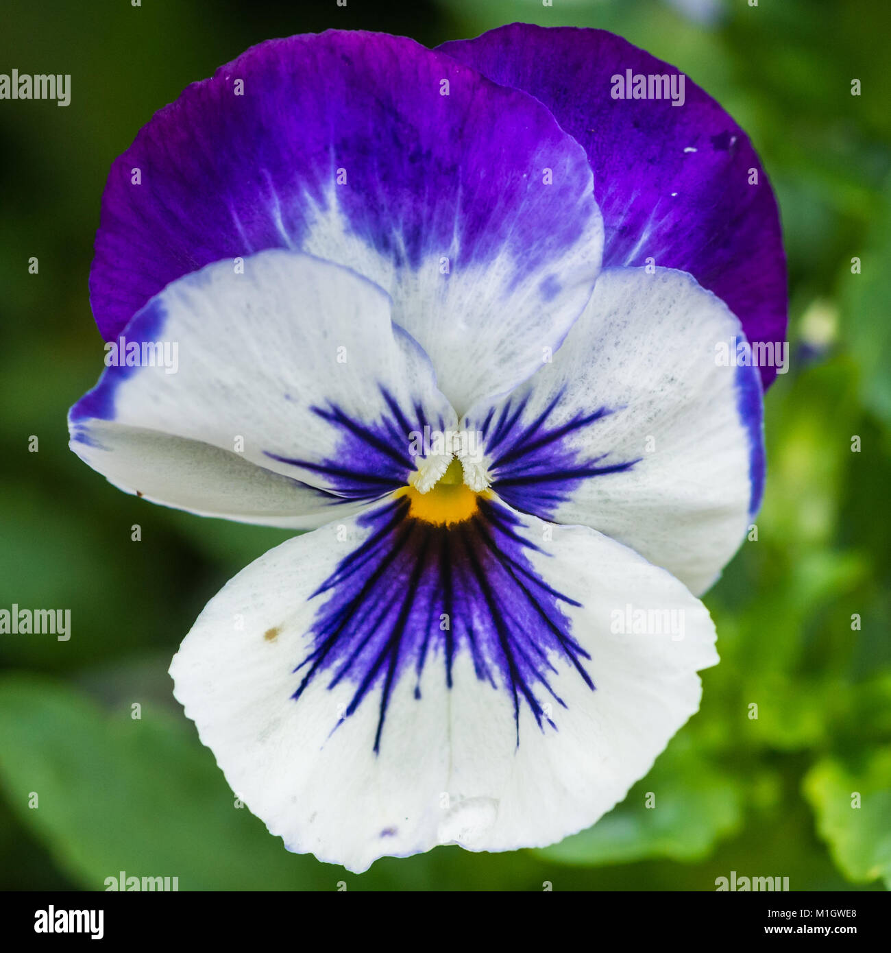 A macro shot of a blue and white pansy bloom Stock Photo - Alamy