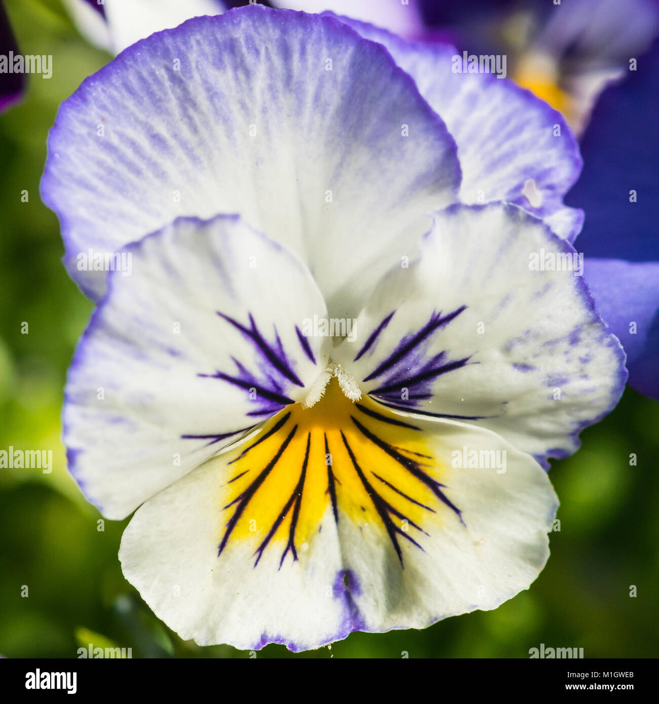 A shot of a white pansy flower Stock Photo - Alamy