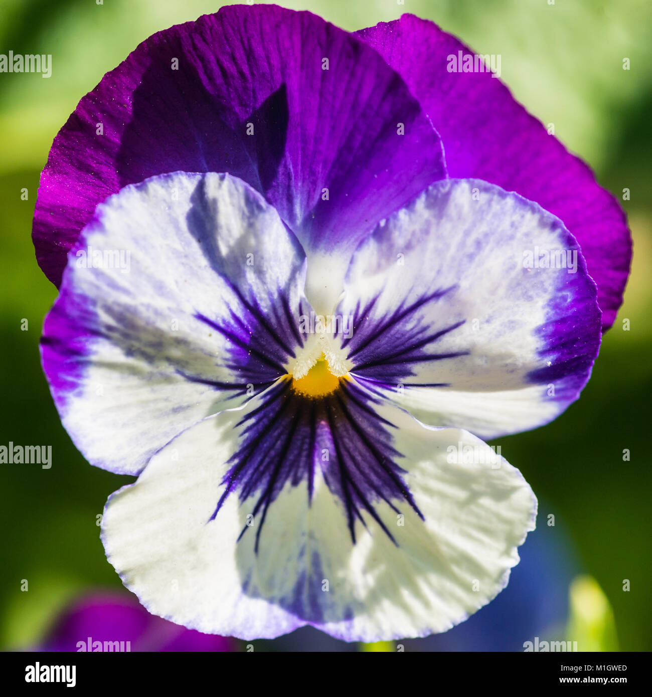 White pansy hi-res stock photography and images - Alamy