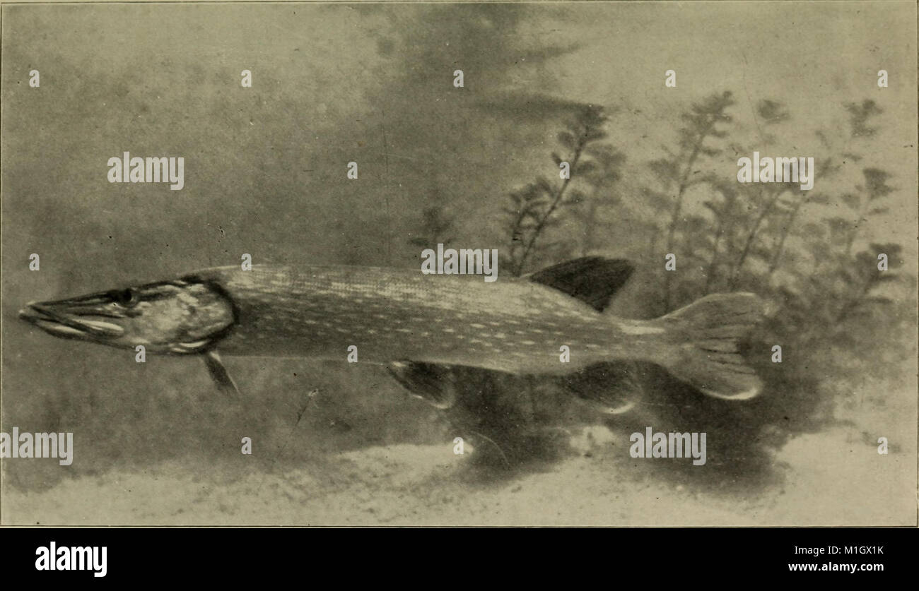 'Animal Forms; A Second Book of Zoology' (1902) explores the diversity ...