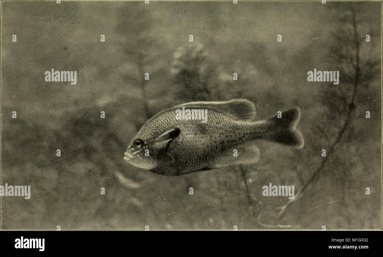 Published in 1902, Animal Forms is a comprehensive zoology textbook ...