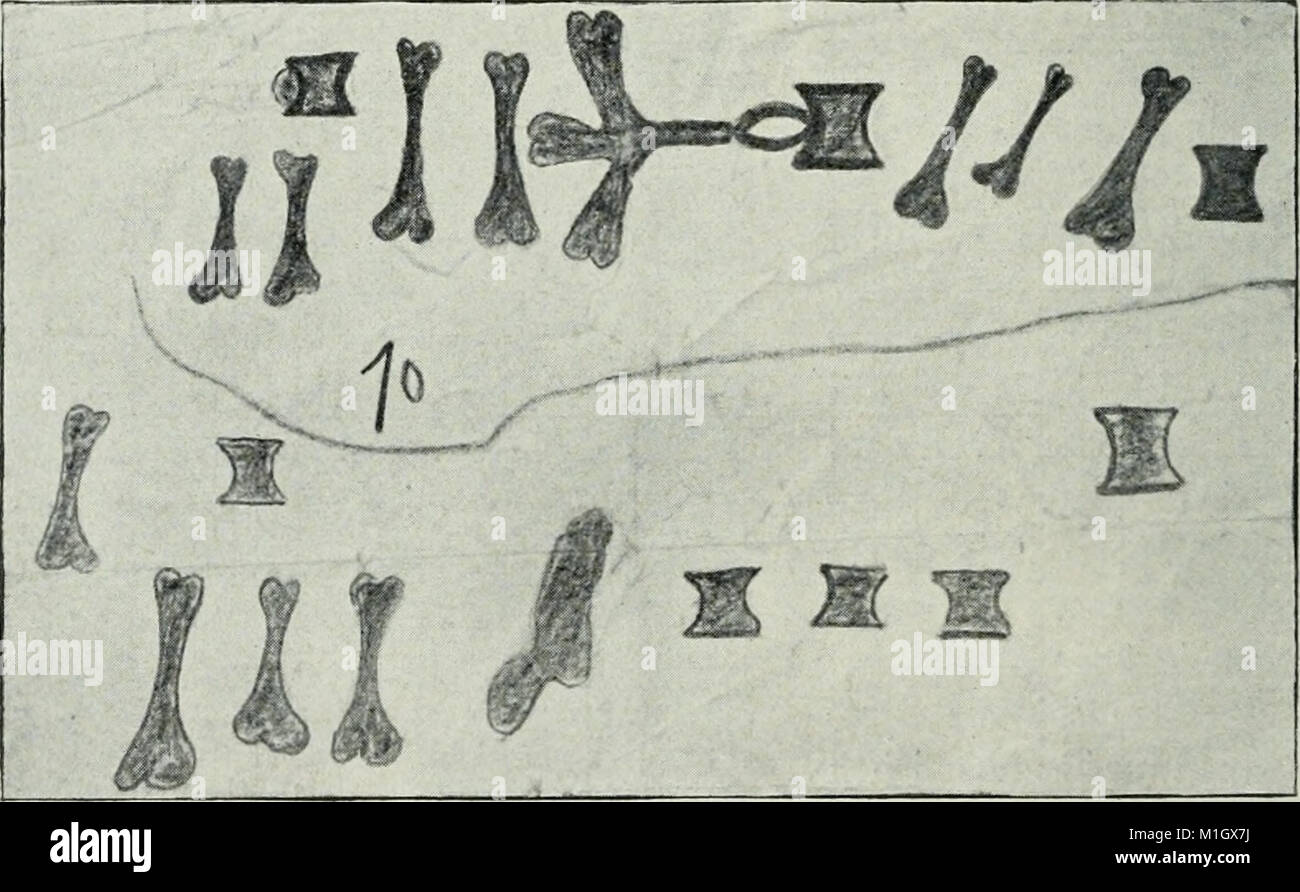 'Am Tendaguru' (1912) describes the German research expedition in ...