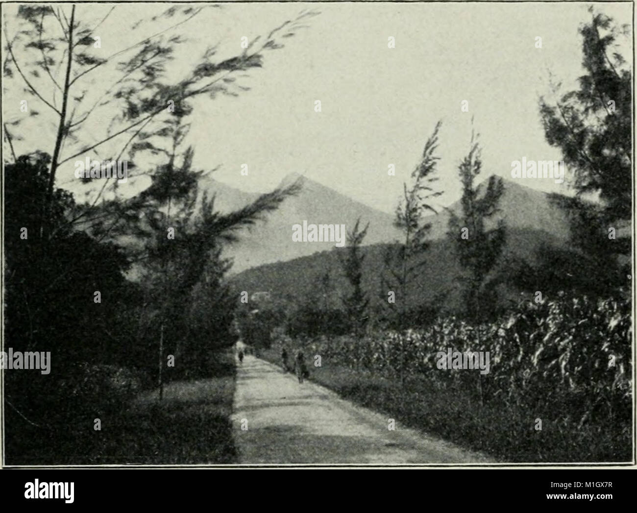 'Am Tendaguru' describes the German research expedition in East Africa ...