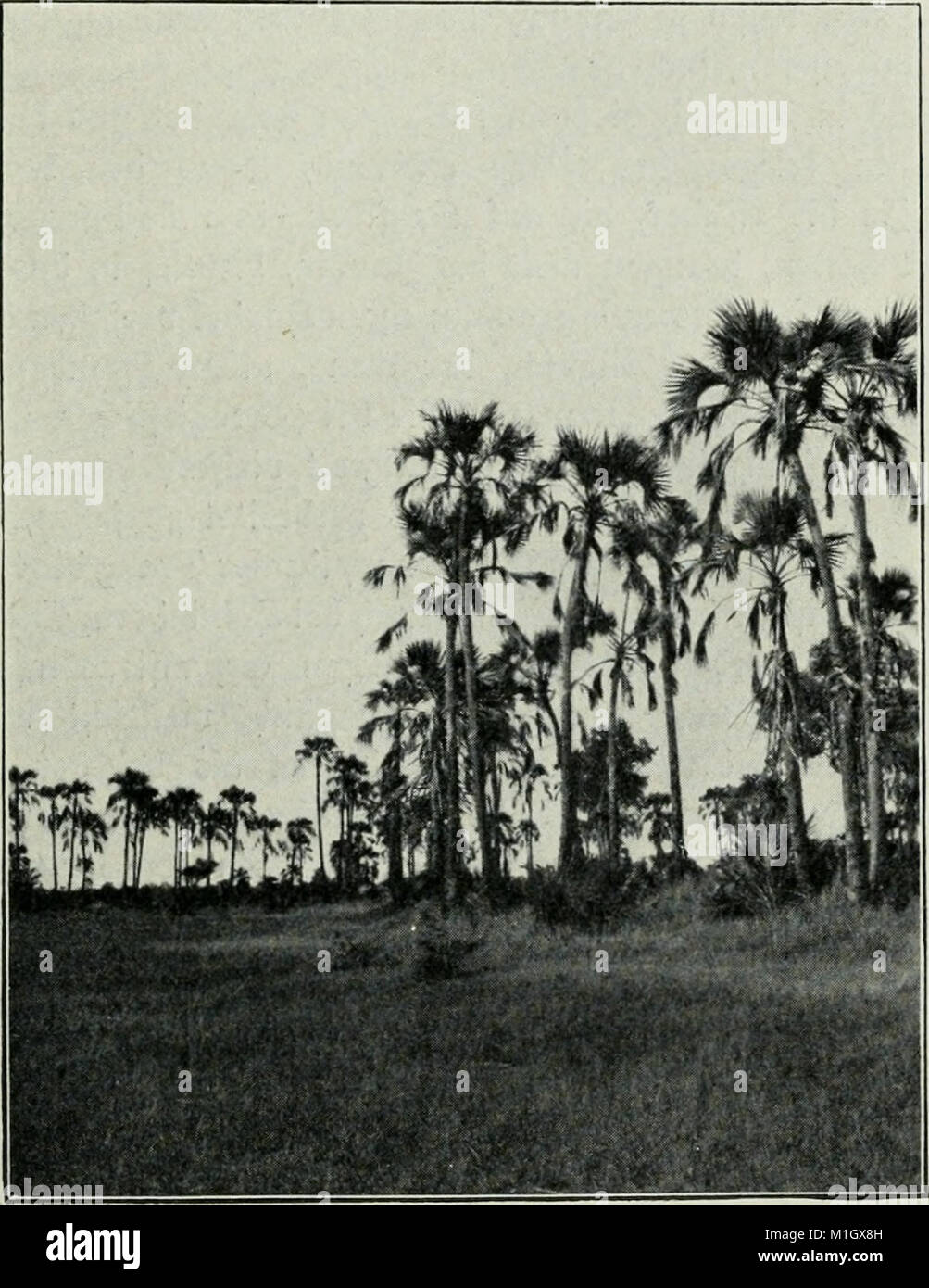 'Am Tendaguru' (1912) details the work of a German expedition focused ...