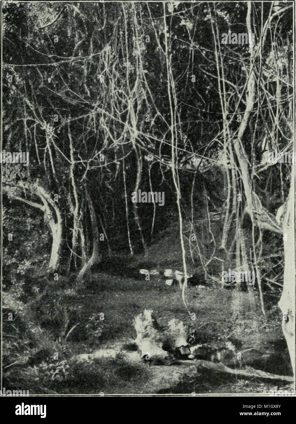'Am Tendaguru' (1912) documents the German expedition to Tendaguru ...