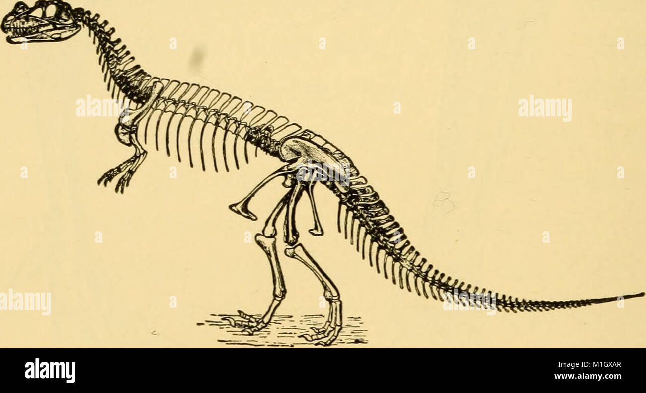 This 1902 work details the prehistoric animals that inhabited North ...