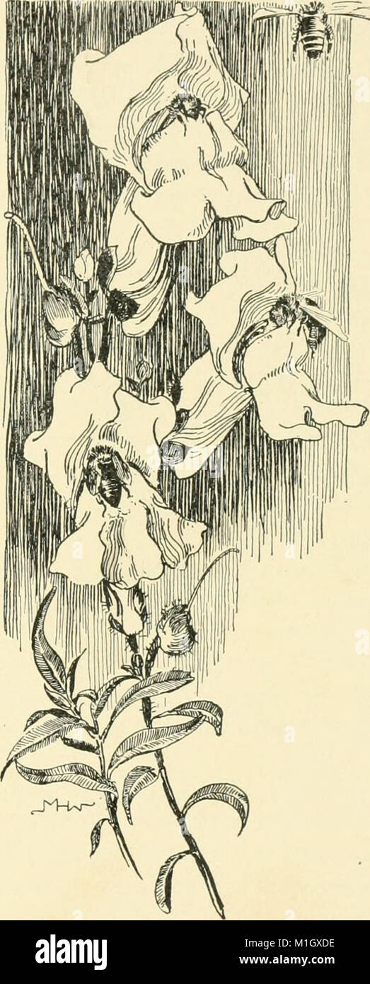 *American Insects* (1905) is a comprehensive guide to the insects of ...