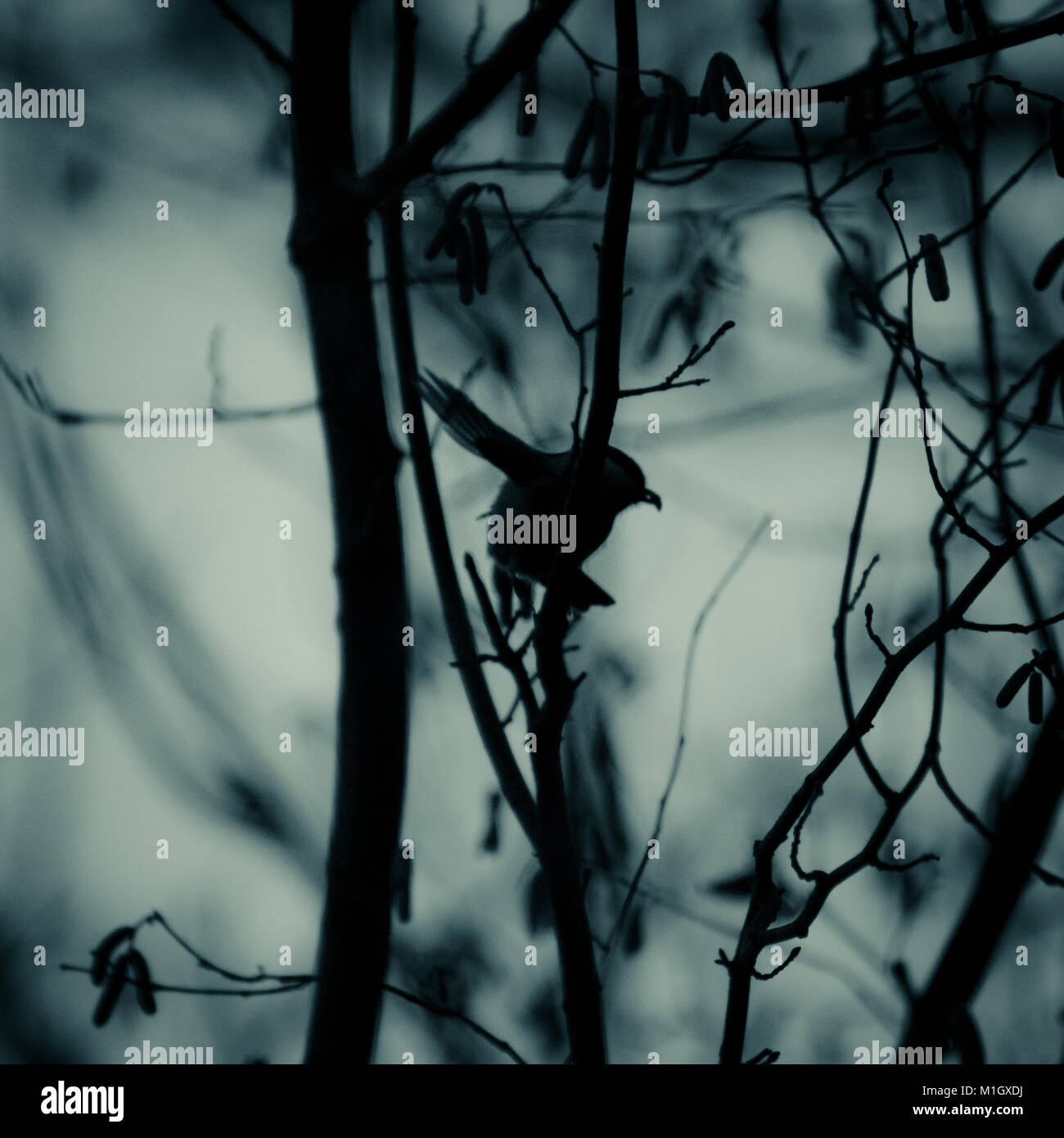 Bird in the trees Stock Photo - Alamy