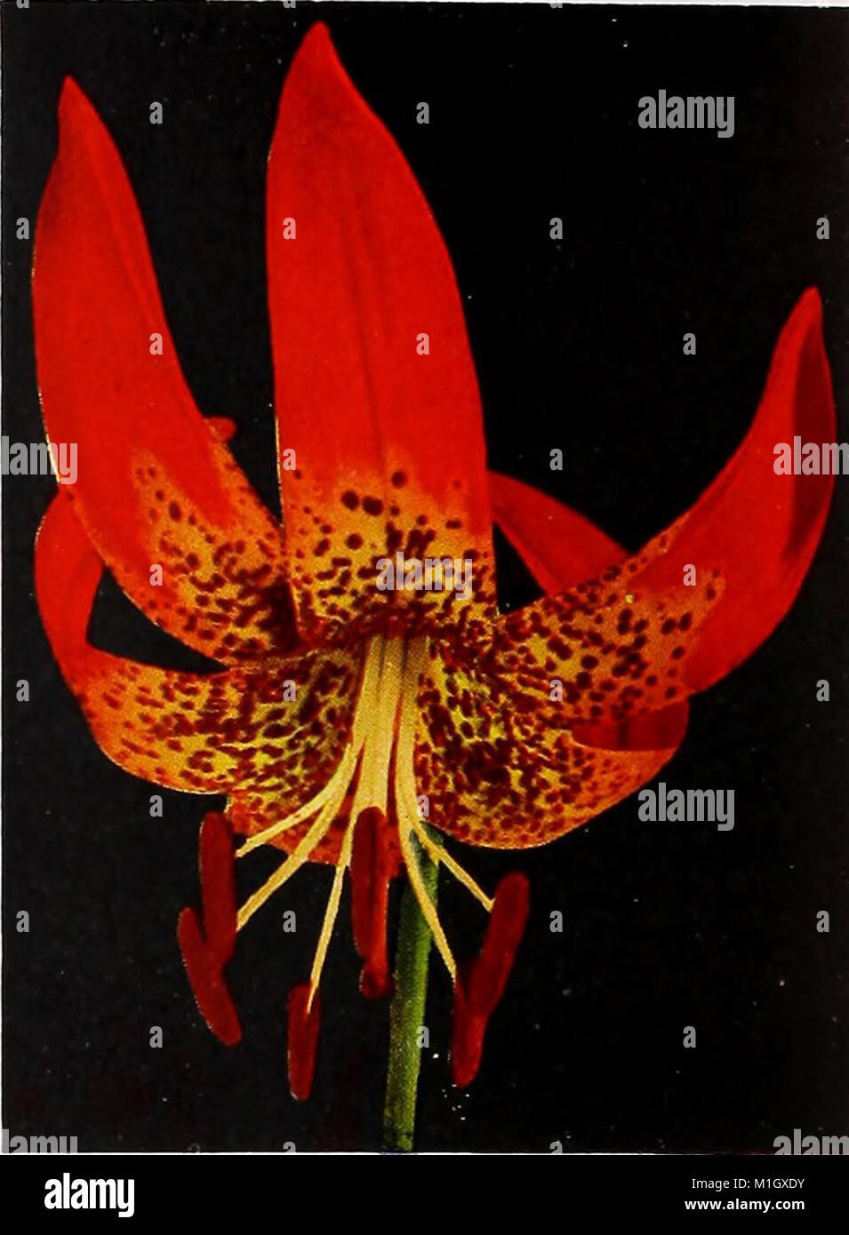 The '1941 Fall Bulb Catalog' offers a selection of bulbs for fall ...