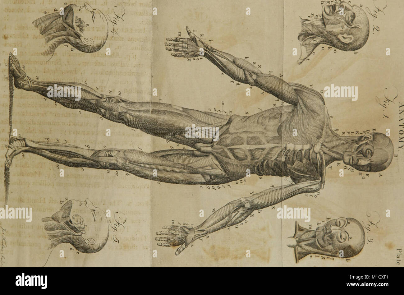 A compendious system of anatomy - in six parts ..; illustrated with ...
