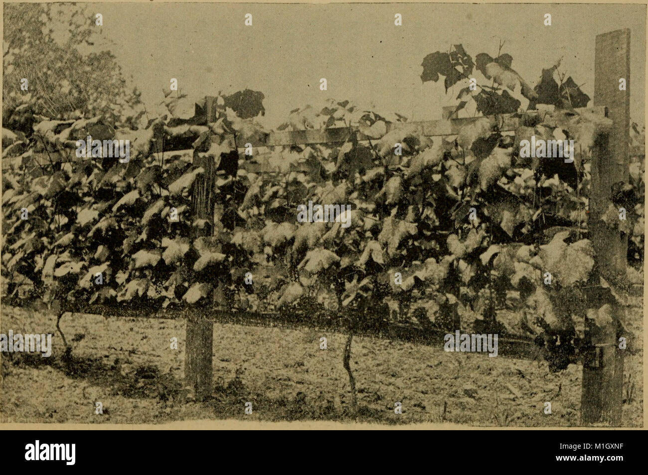 Grape 1893 hi-res stock photography and images - Alamy