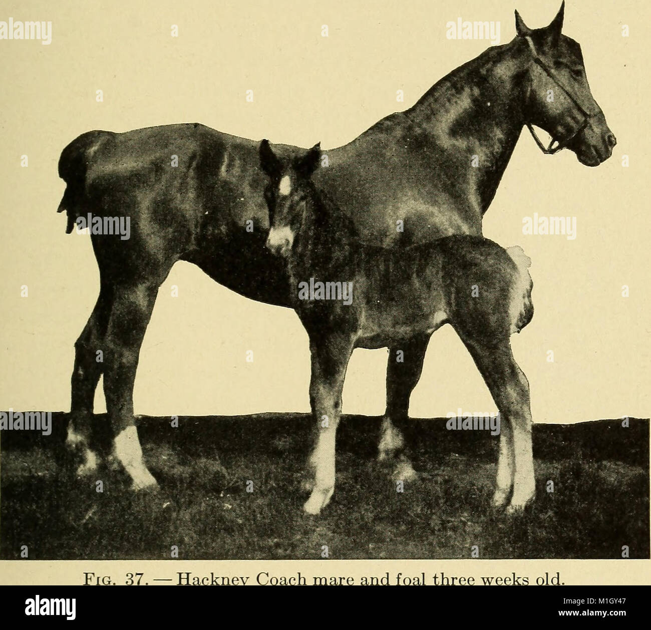 Animal husbandry for schools (1913) (17573770914 Stock Photo - Alamy