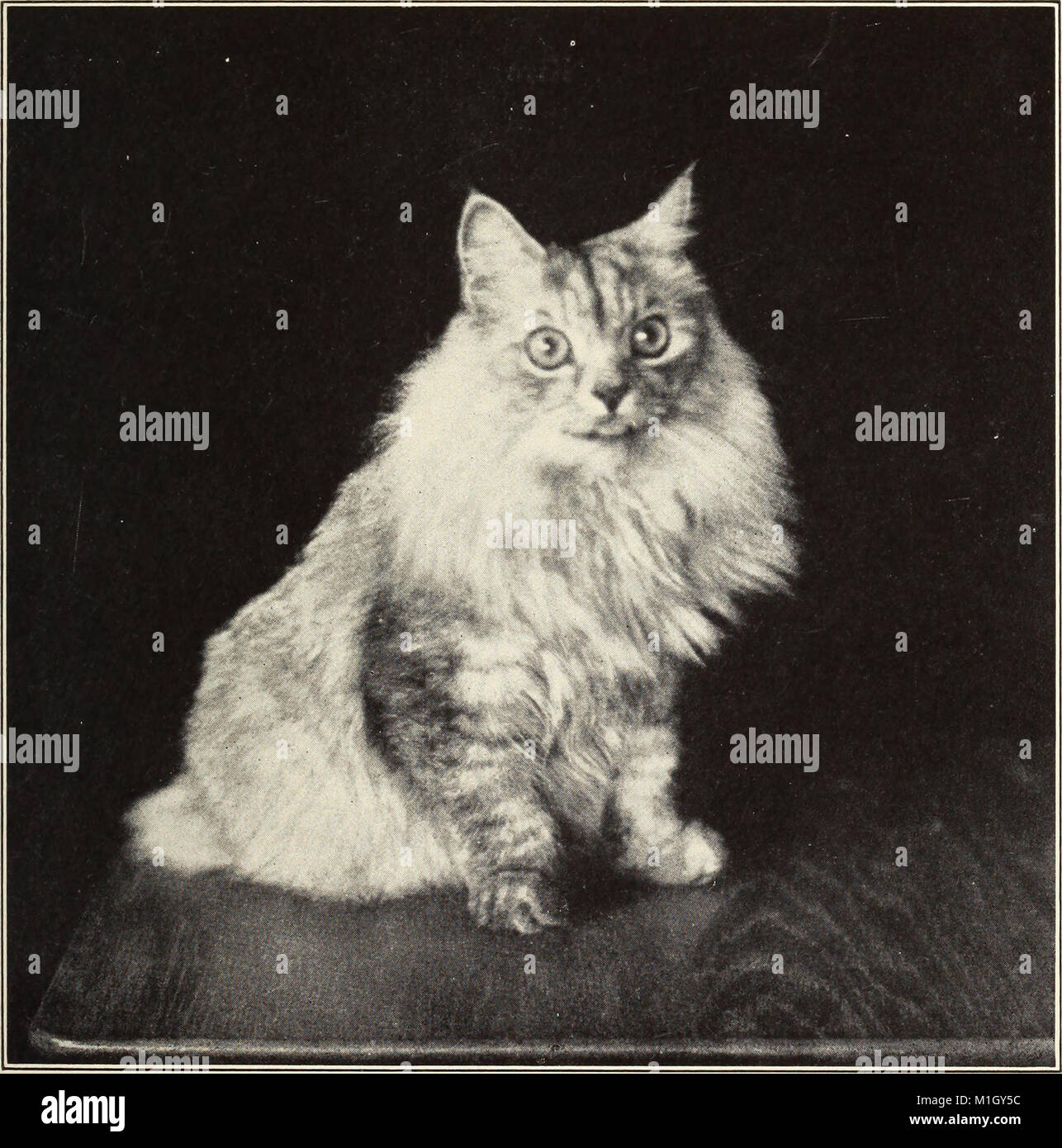 'Alexander and Some Other Cats' (1929) is a collection of stories and ...