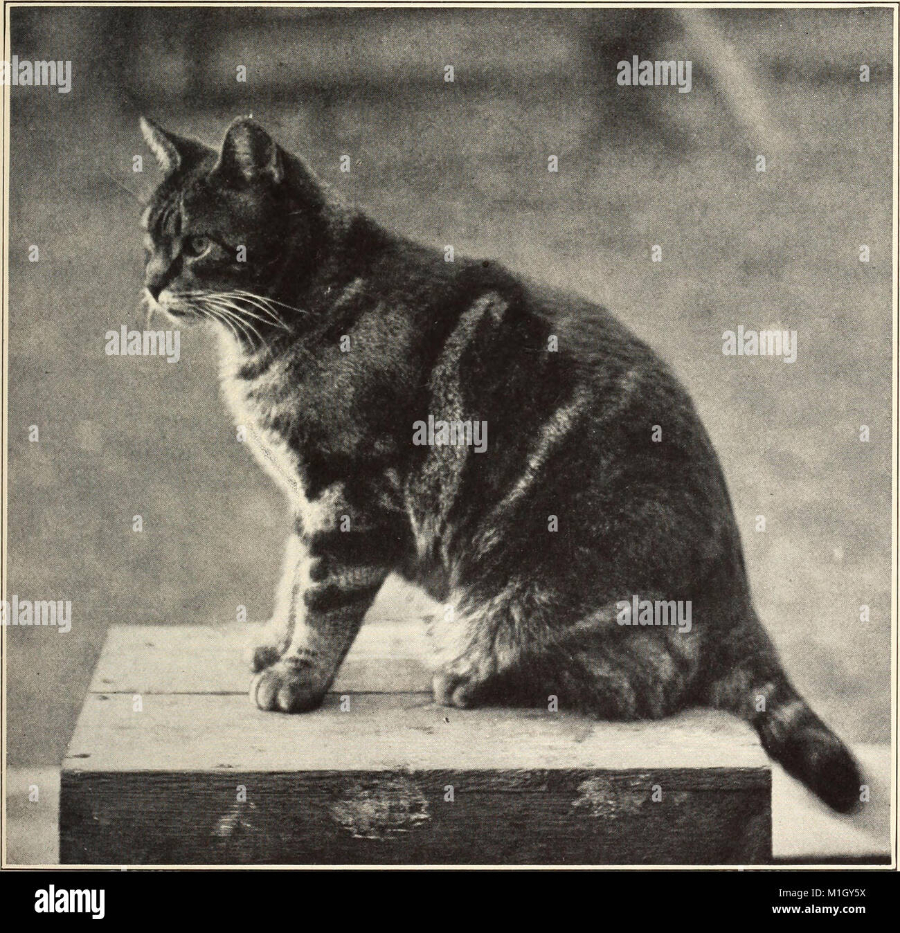 Alexander and some other cats (1929) (17763429559 Stock Photo - Alamy