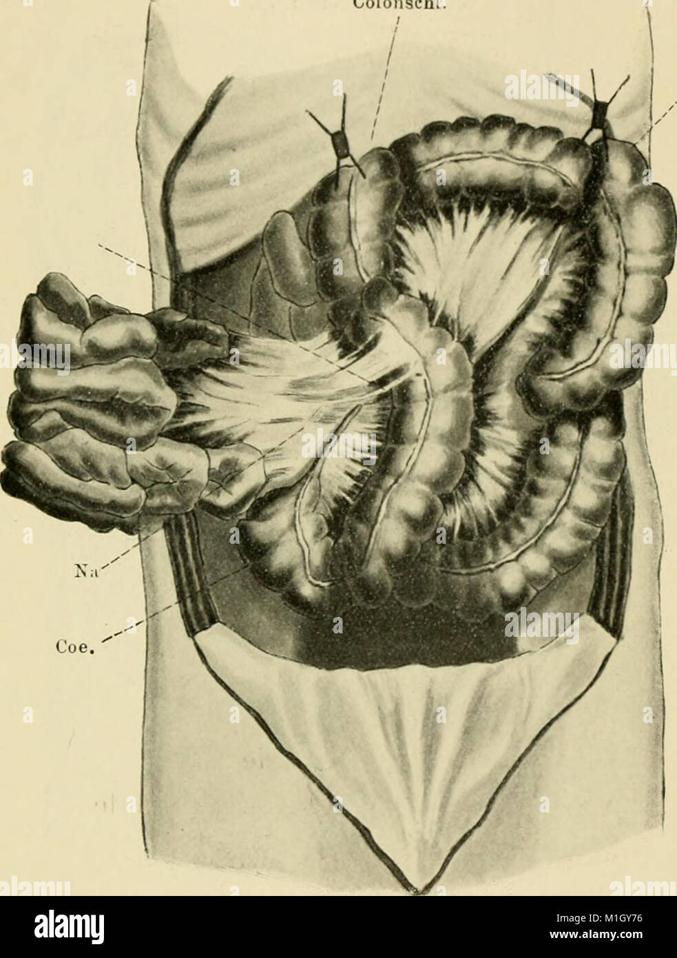 'Anatomische Hefte' (1914) is a scientific journal focused on ...