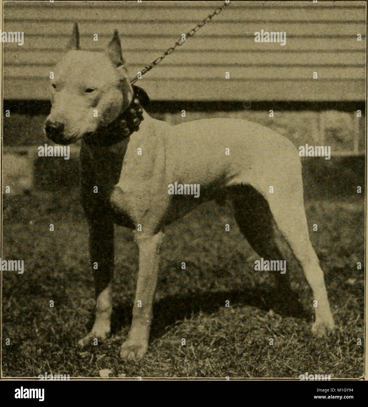 Dog breeds catalog hi-res stock photography and images - Alamy