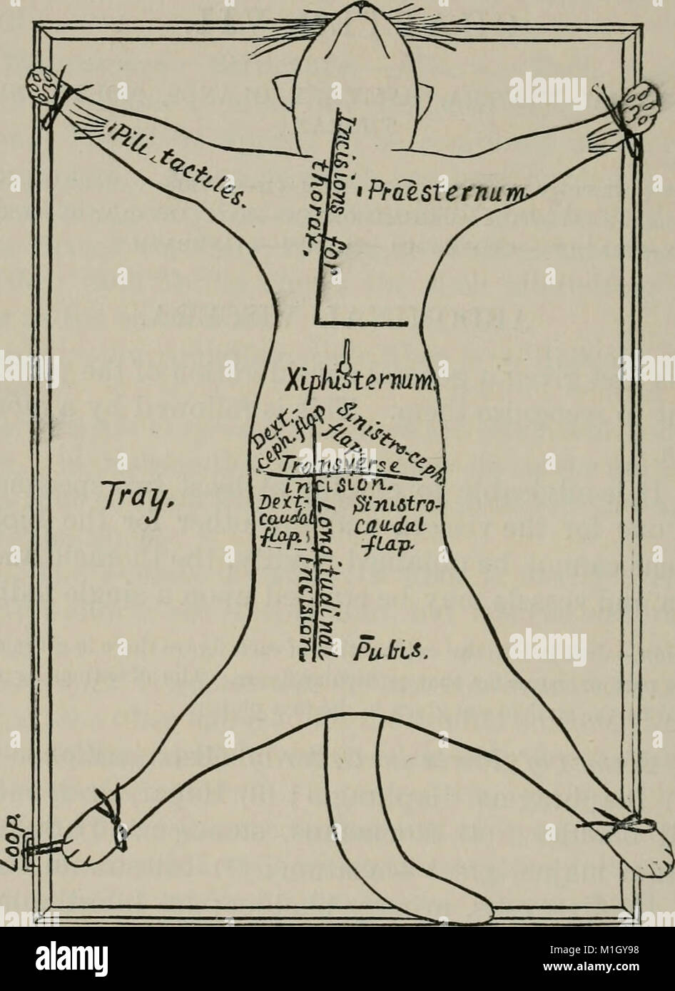 'Anatomical Technology as Applied to the Domestic Cat' (1882 ...