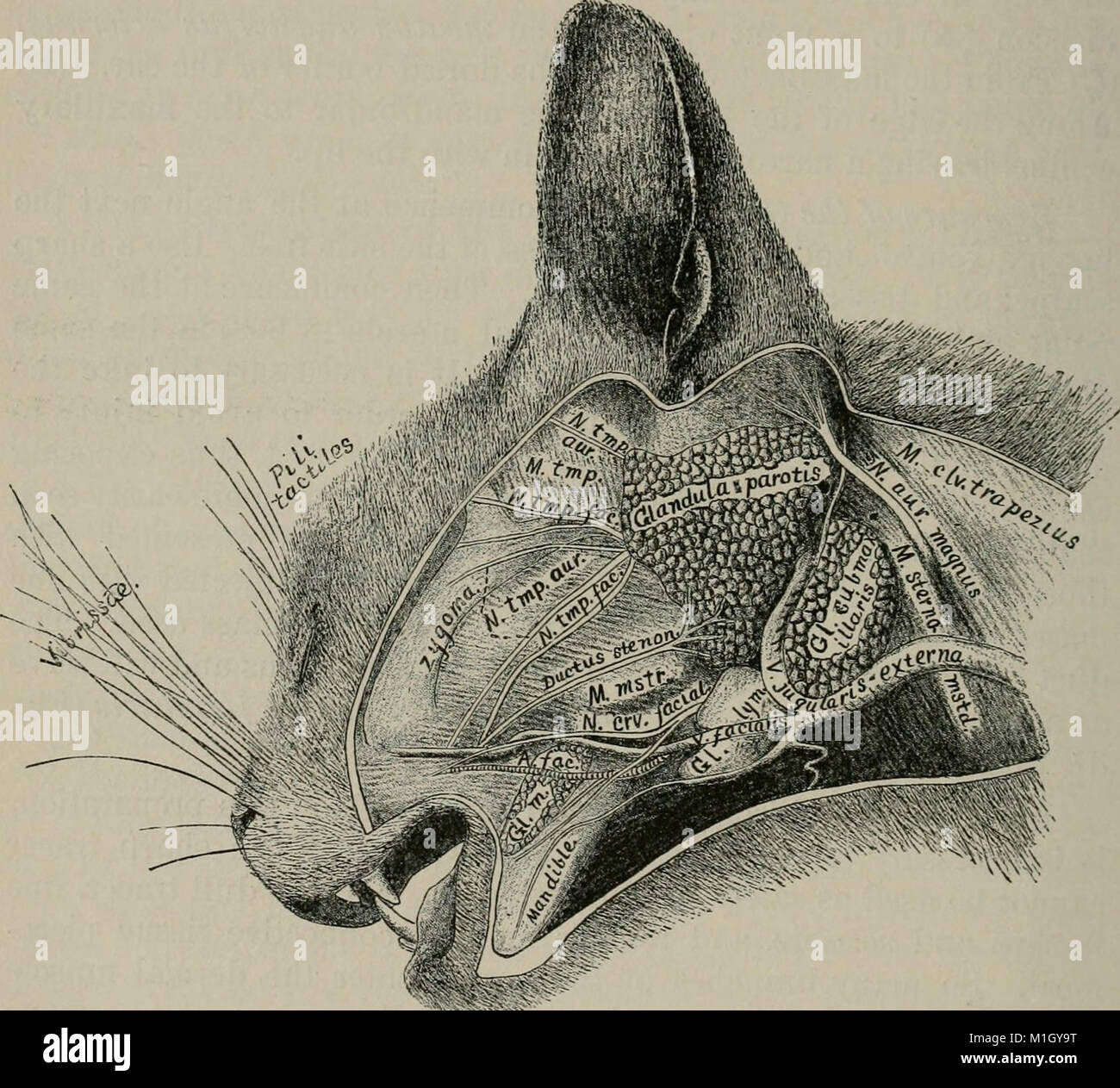 'Anatomical Technology as Applied to the Domestic Cat' (1882 ...