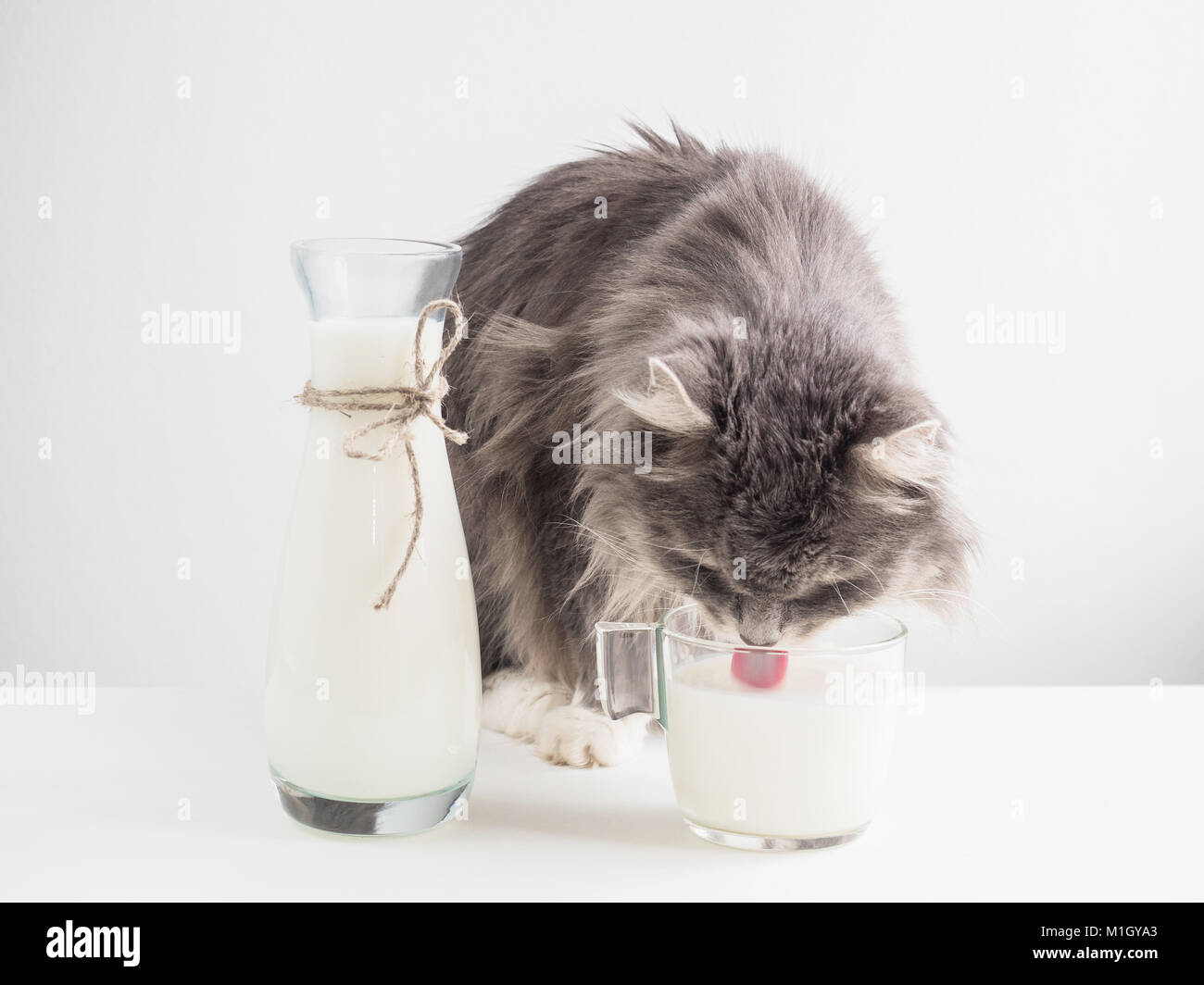 Cute, gray cat drinking fresh milk from a glass beaker Stock Photo - Alamy