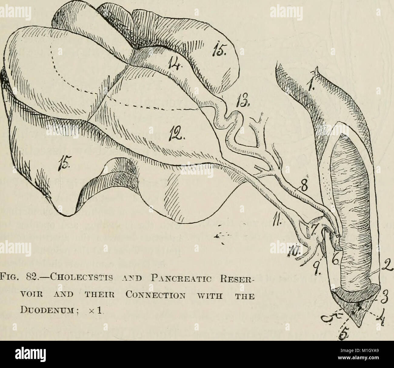 Anatomical technology as applied to the domestic cat; an introduction ...
