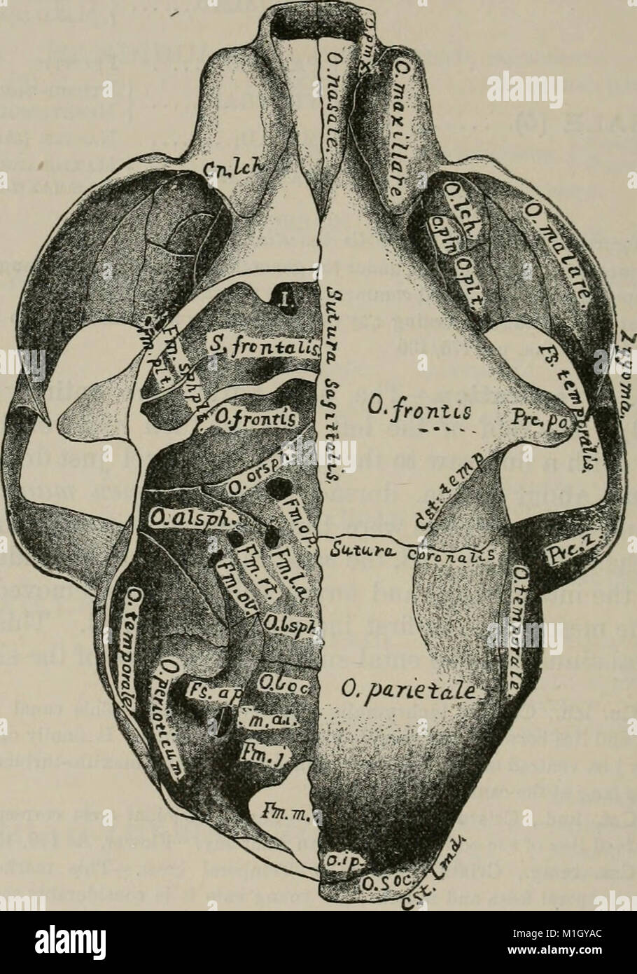 'Anatomical Technology as Applied to the Domestic Cat' (1882) provides ...