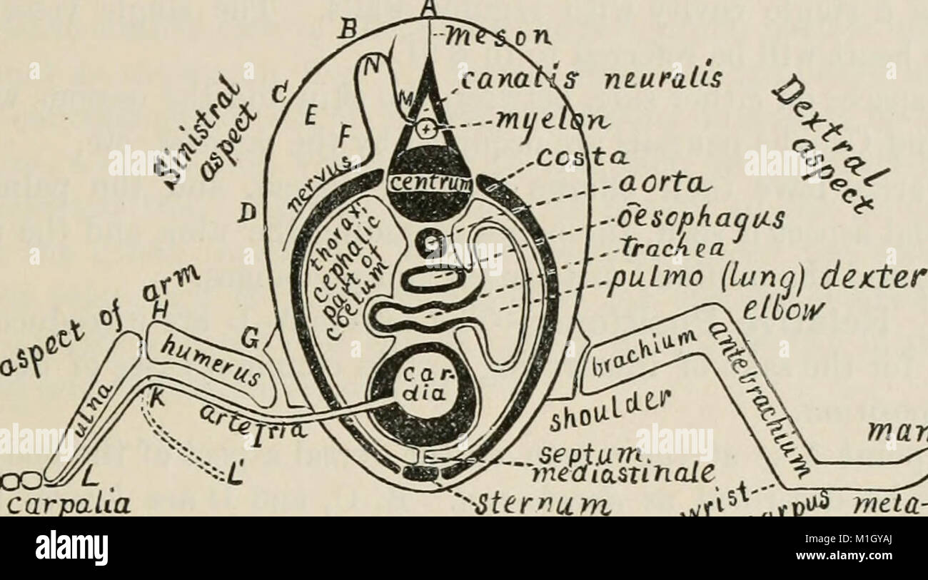 Anatomical technology as applied to the domestic cat; an introduction ...