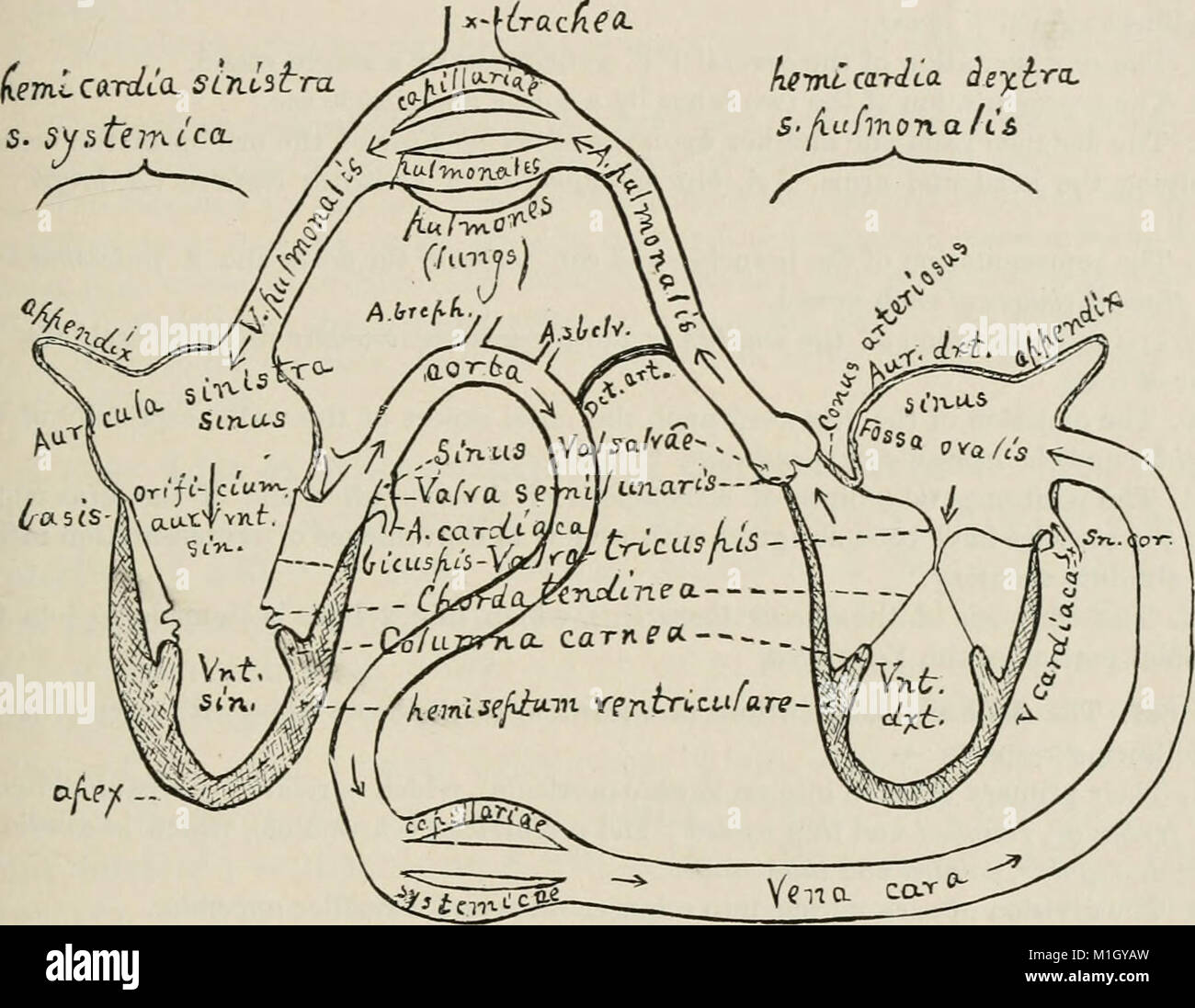This 1882 work introduces the anatomical structure of domestic cats ...