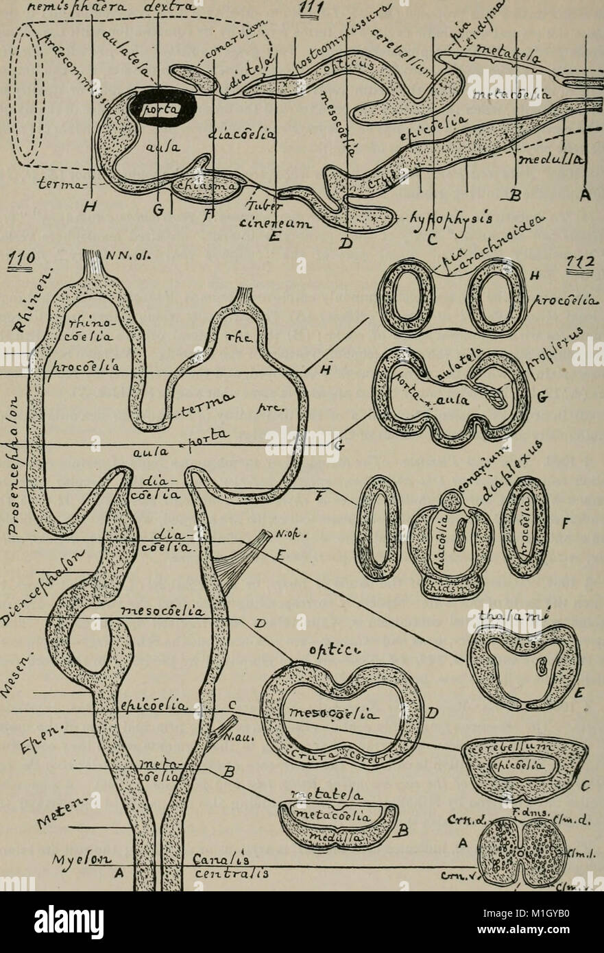 *Anatomical Technology as Applied to the Domestic Cat* (1882) explores ...