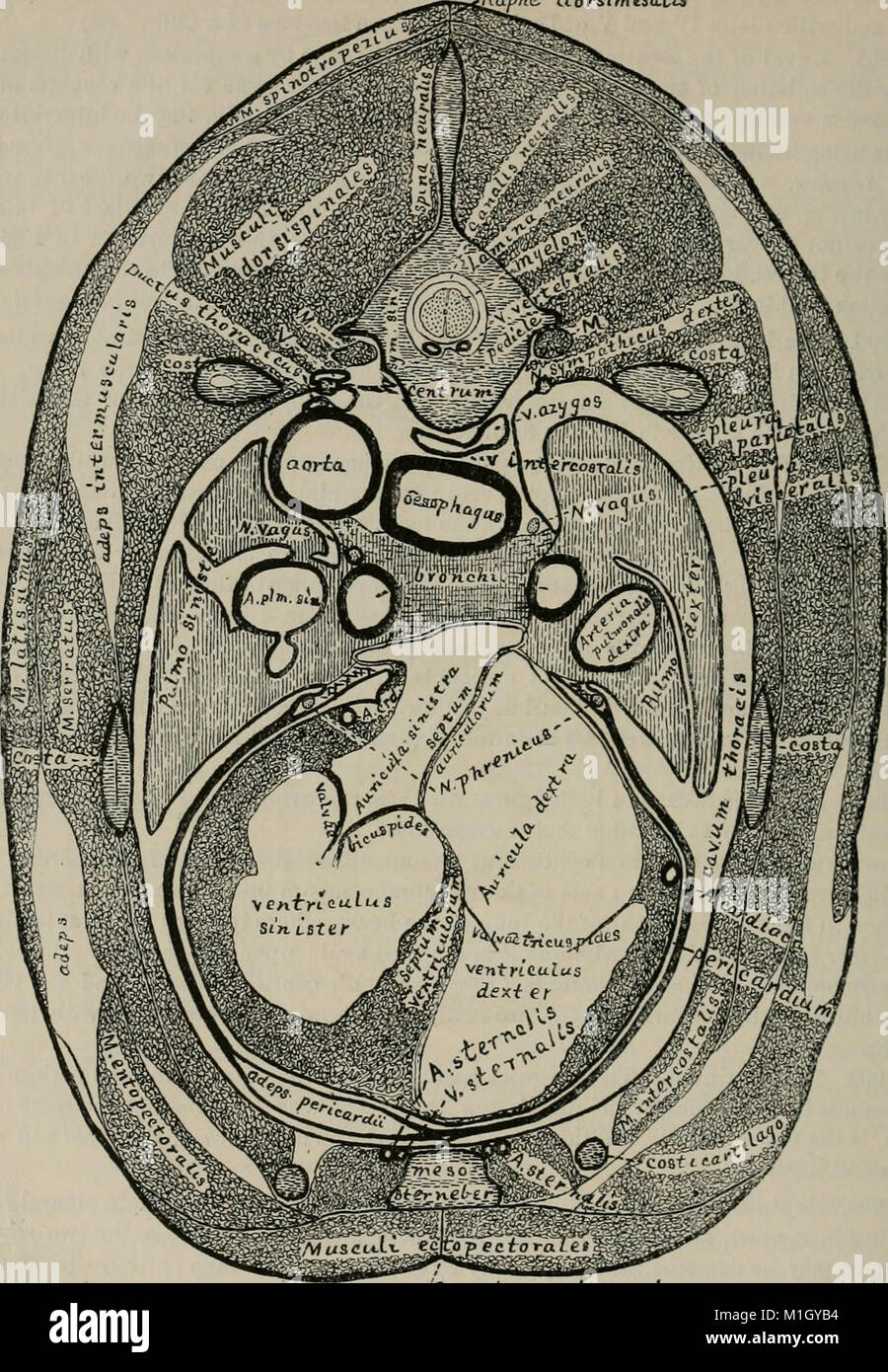 Anatomical technology as applied to the domestic cat; an introduction ...