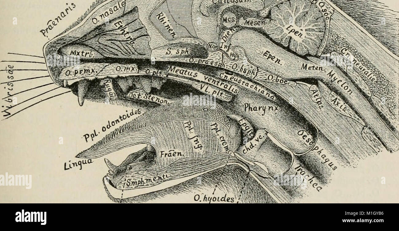 Anatomical technology as applied to the domestic cat; an introduction ...