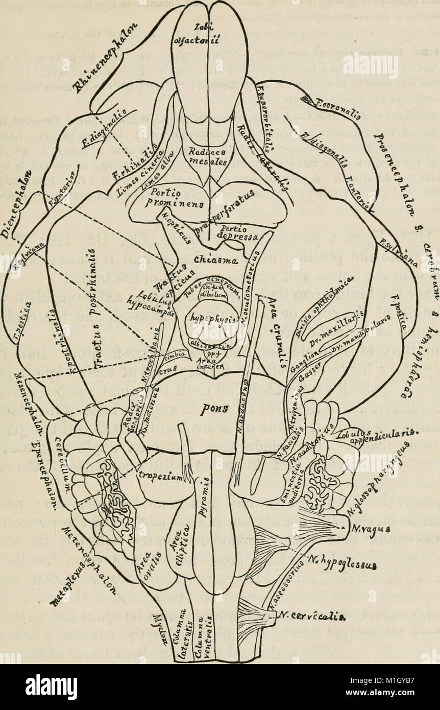 'Anatomical Technology as Applied to the Domestic Cat' (1882) examines ...