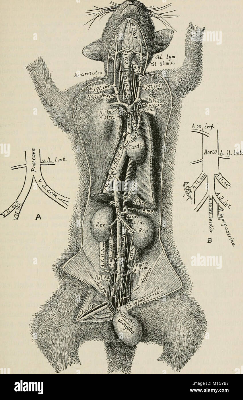 This 1882 publication offers insights into the anatomy of the domestic ...