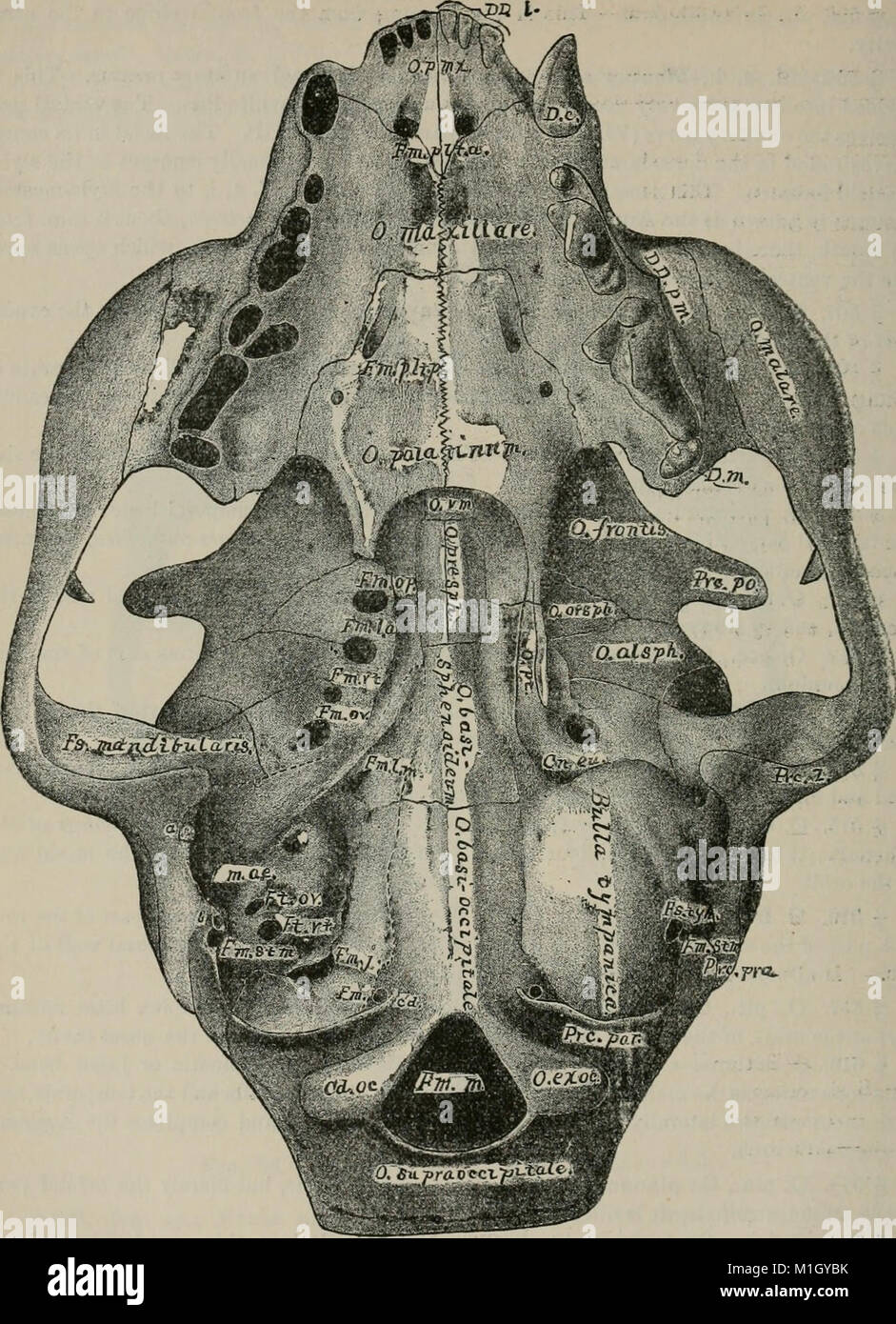 This 1882 work explores anatomical technology applied to the domestic ...