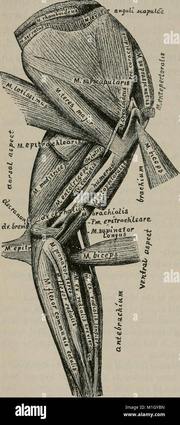 This 1882 work explores the anatomical features of the domestic cat ...