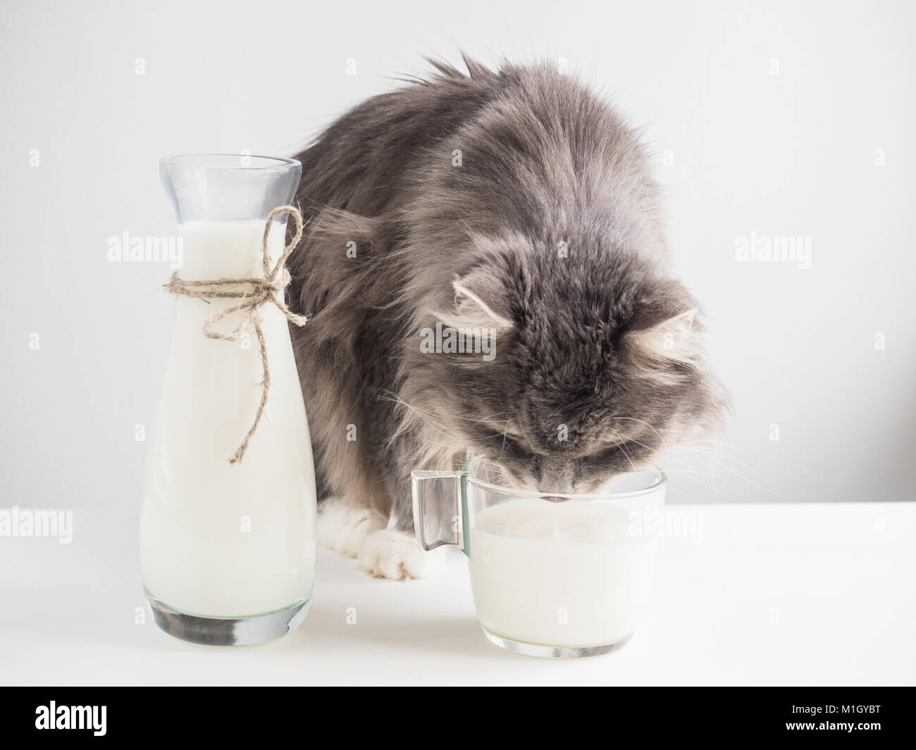 Cute, gray cat drinking fresh milk from a glass beaker Stock Photo - Alamy