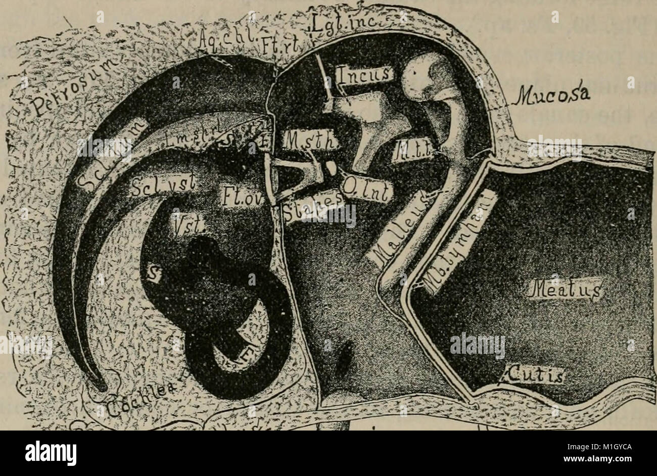 Anatomical technology as applied to the domestic cat; an introduction ...