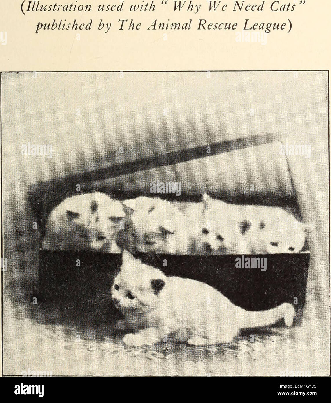 Alexander and some other cats (1929) (17923290216 Stock Photo - Alamy