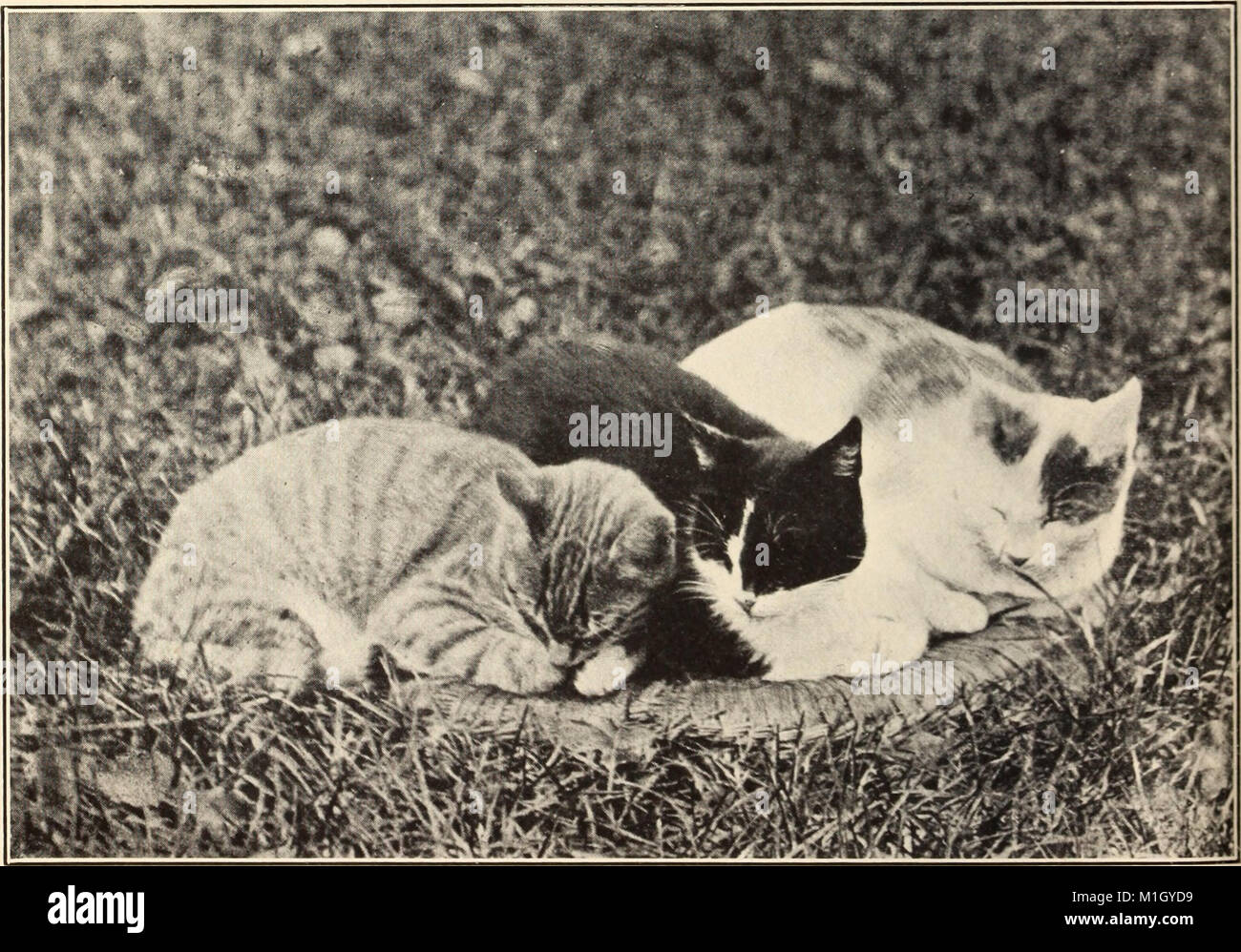 Alexander and some other cats (1929) (17949621295 Stock Photo - Alamy